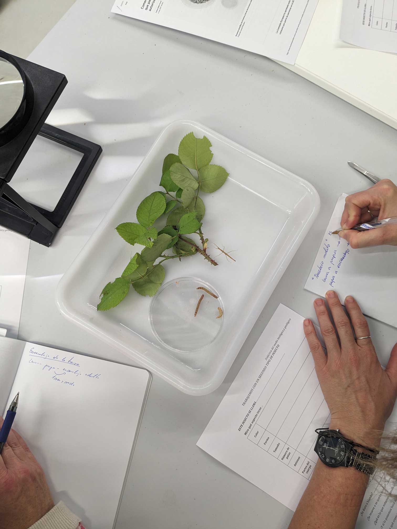 Trabajar con insectos en el aula: insecto palo y escarabajo de la ...